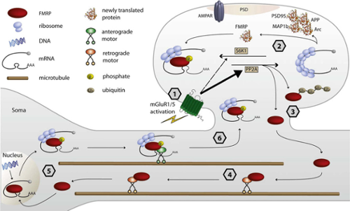 Discovery of FMRP transport granules, their regulation by neuronal ...