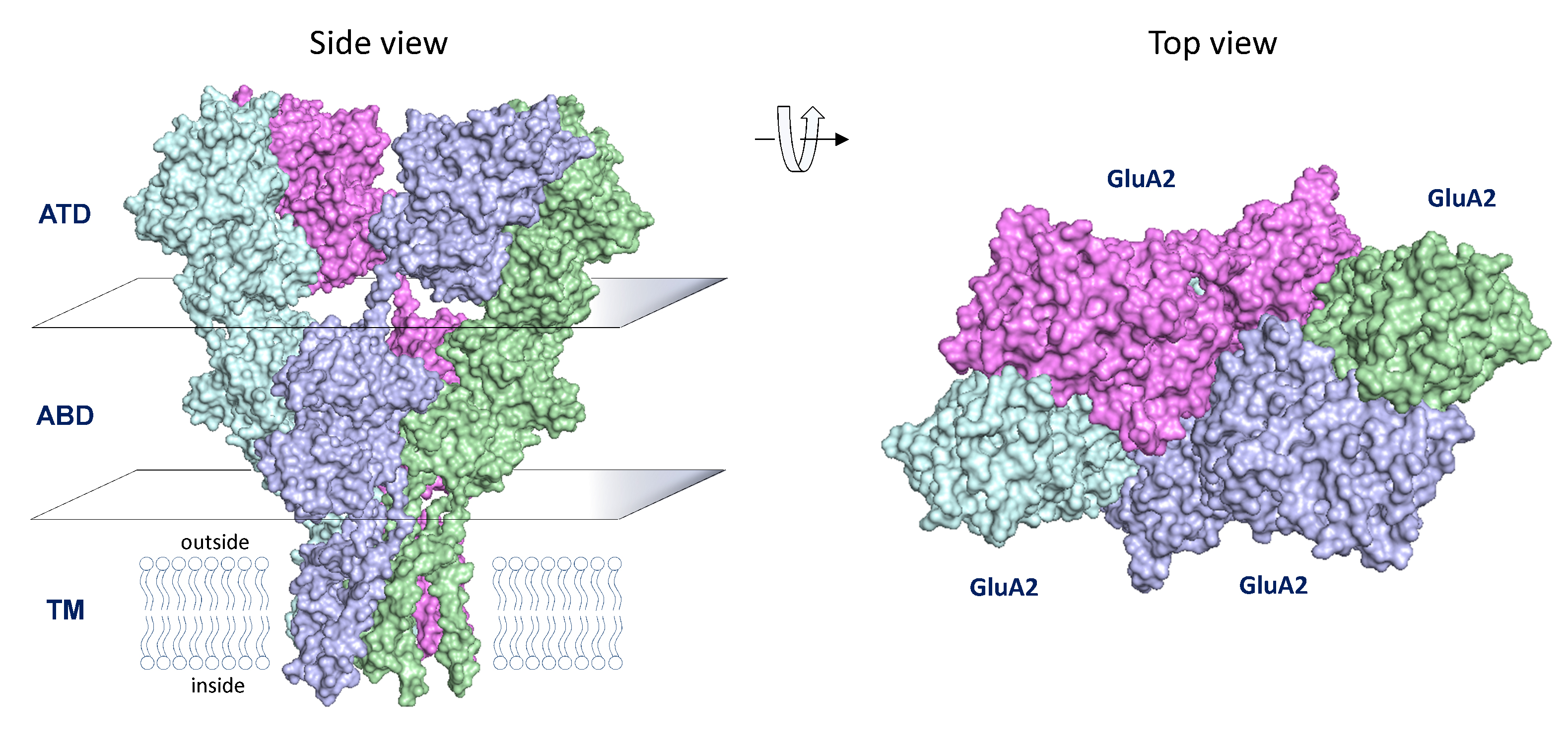 CFERV - Center for Functional Evaluation of Rare Variants | Emory ...